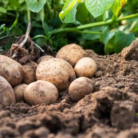 Pillar 1 – Alliance with farmers | Roger & Roger